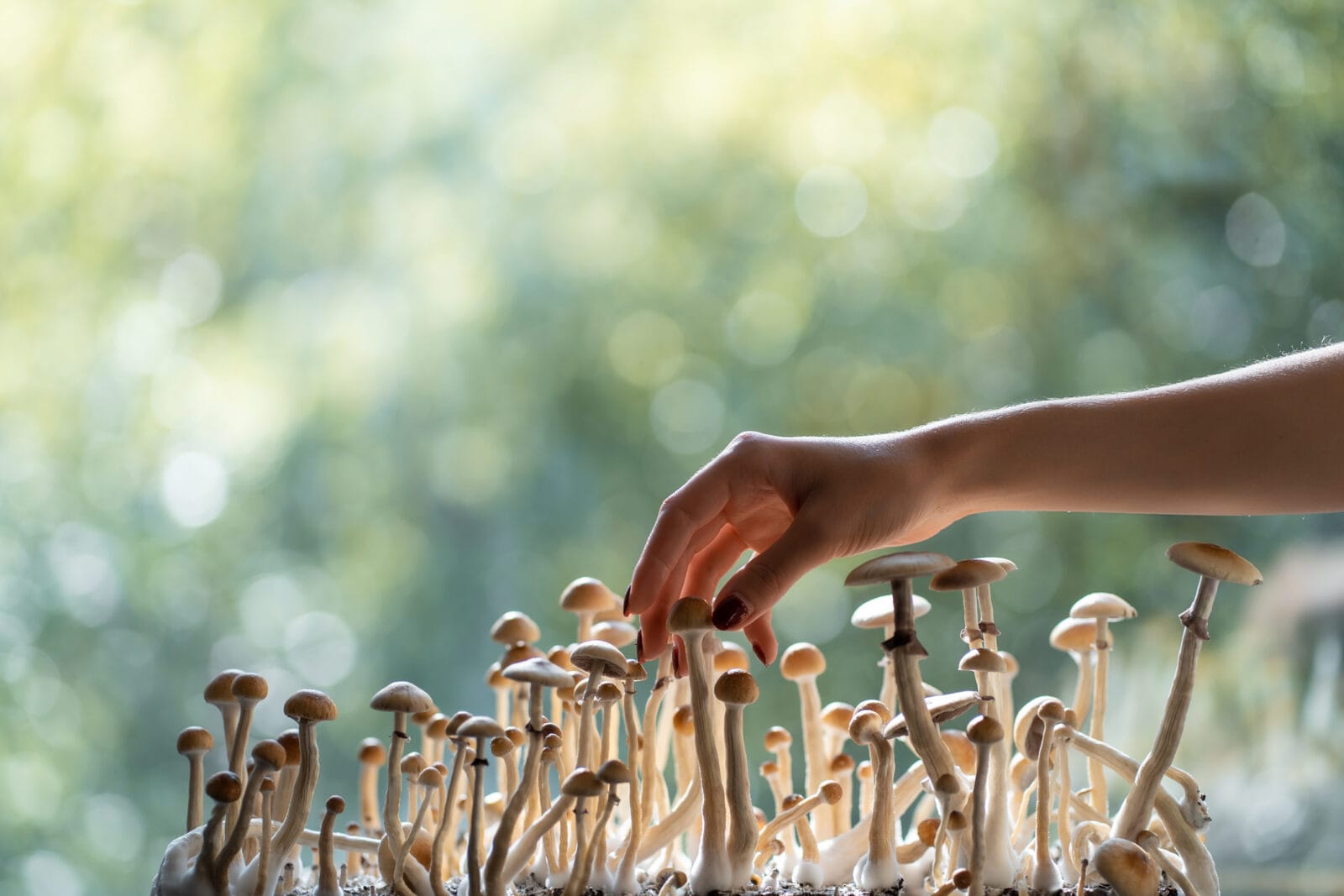 Psilocybin – Heroic Hearts Project
